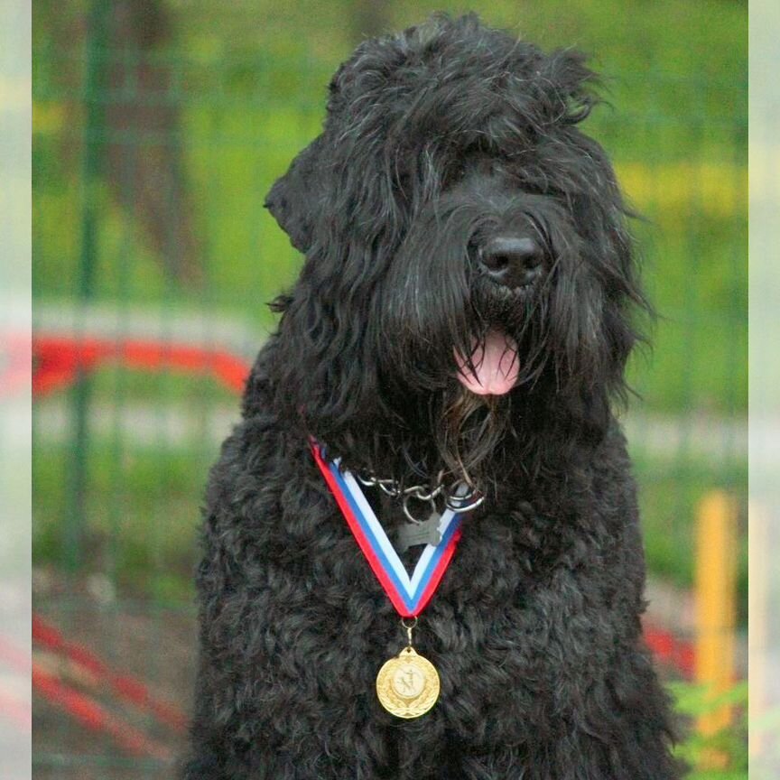 Русский чëрный терьер. Щенки