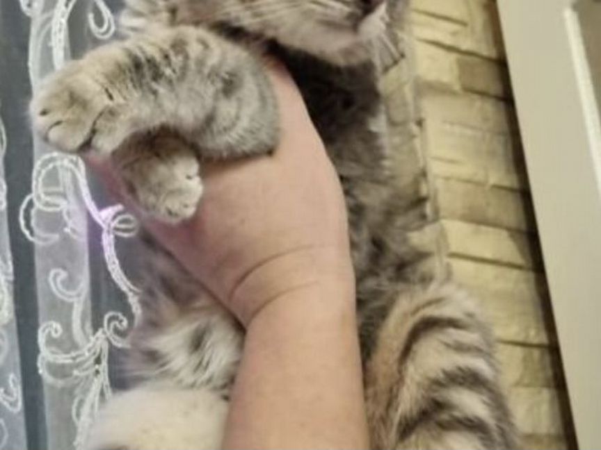 Котик Тайсон