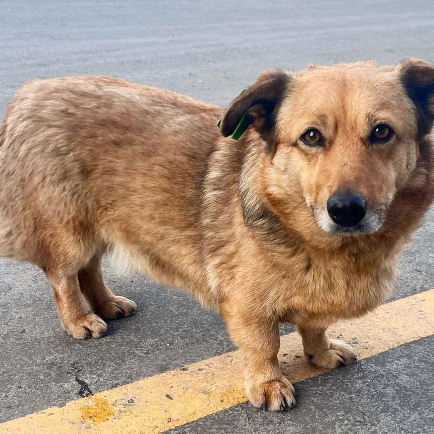 Мальчик коротколапик