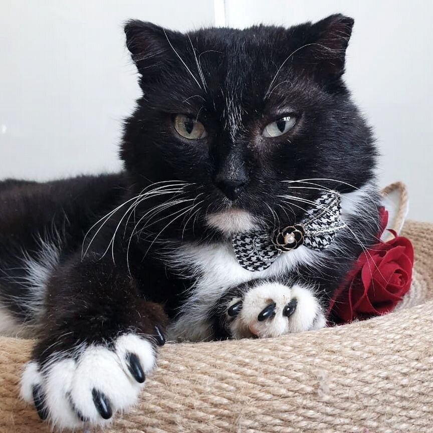 Котик