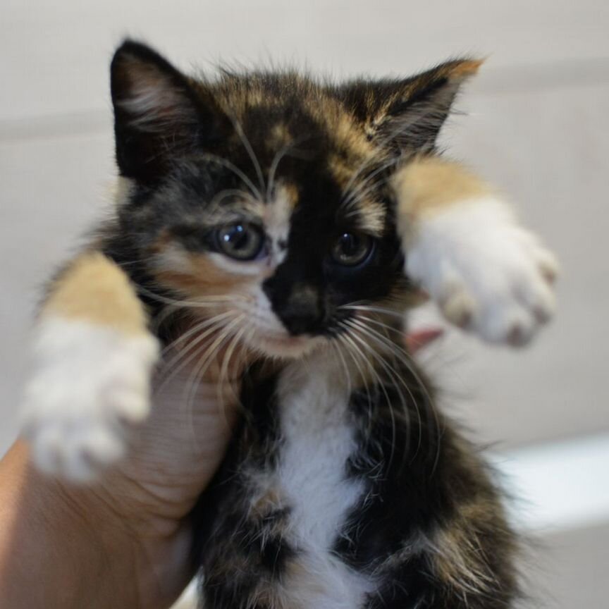 Котята ищут дом