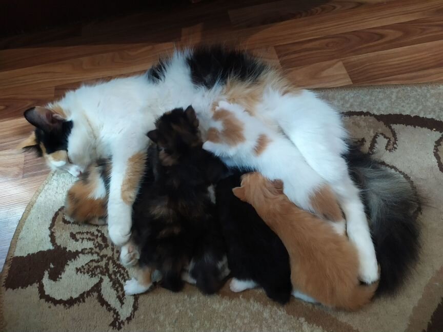 Котята от кошки-мышеловки