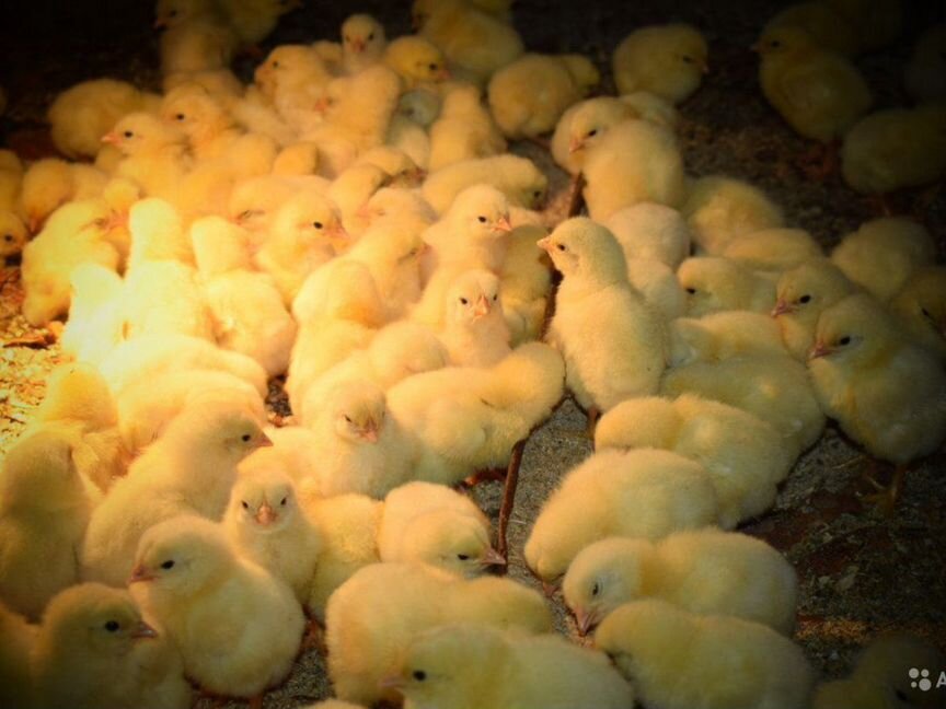 Цыплята суточные несушки