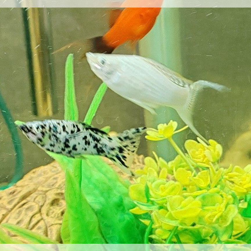 Моллинезия