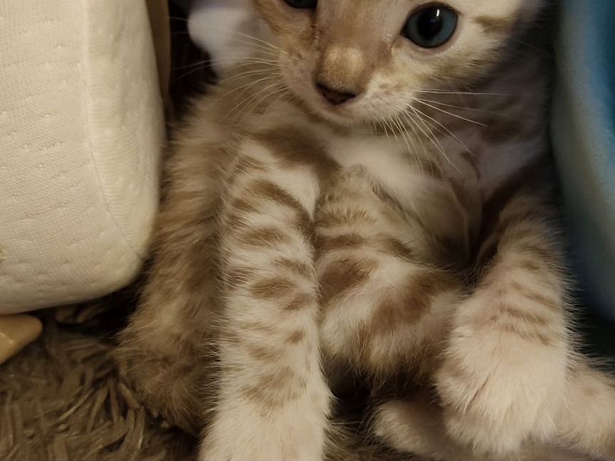 Бенгальские котята