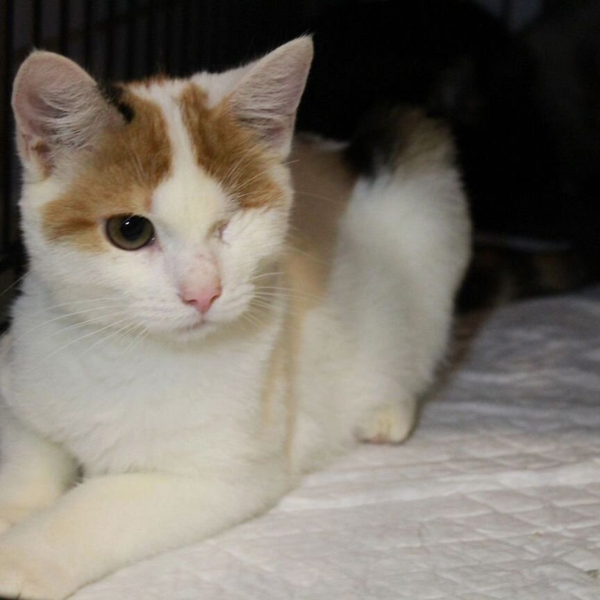 Котенок Каролина