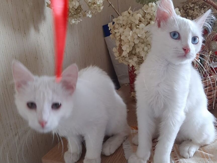 Котята ищут дом