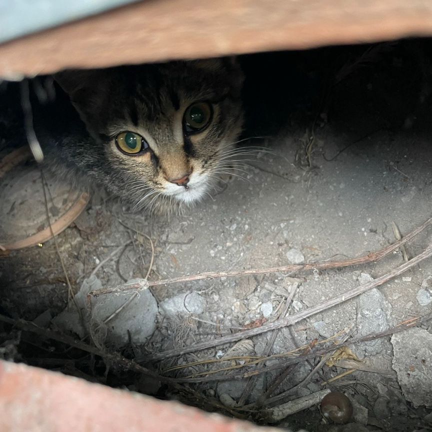 Отдам в добрые руки котенка девочку