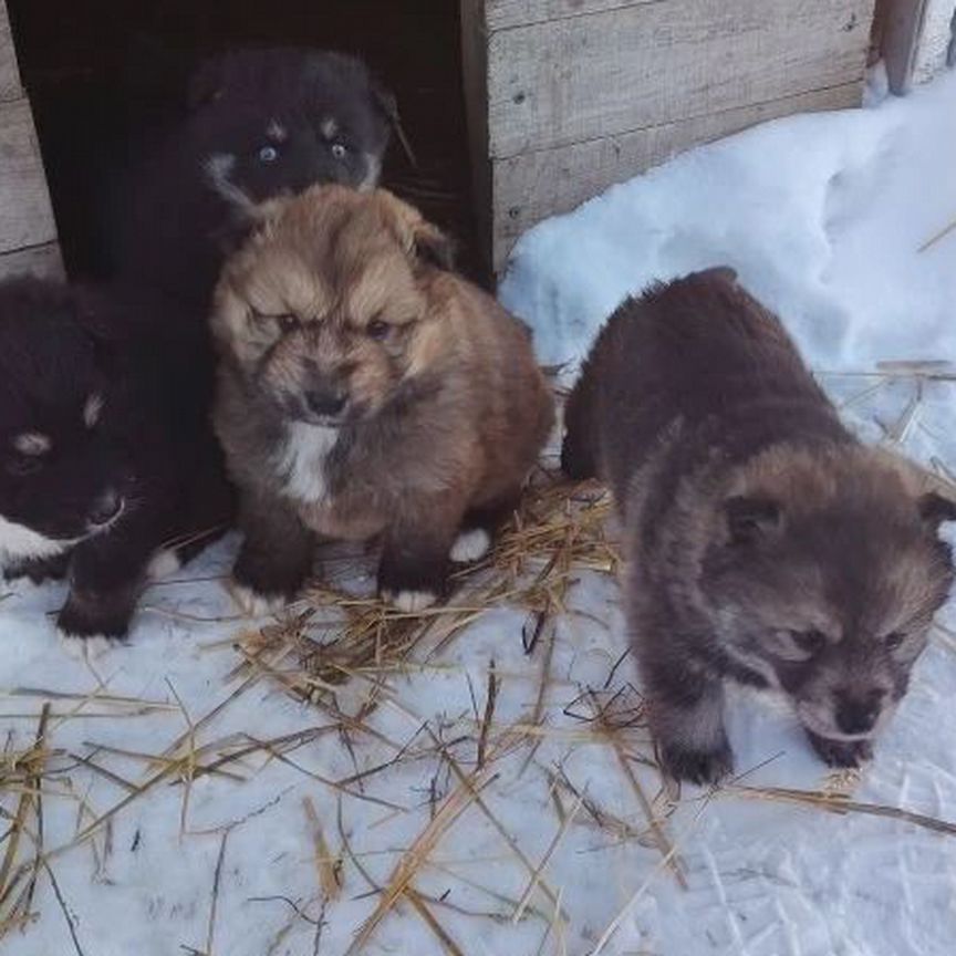 Щенок в добрые руки