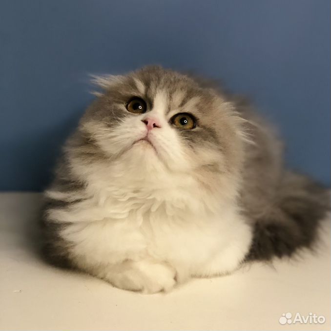 Шотландский котик вислоушка