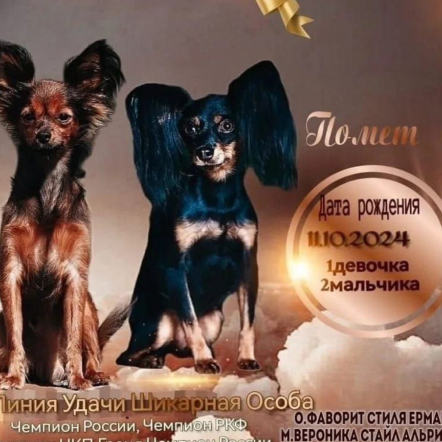 Русский той мальчики длинношерстные РКФ