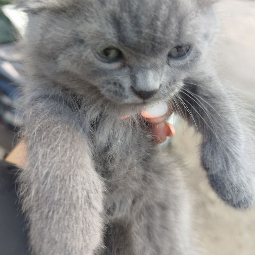 Британские котята