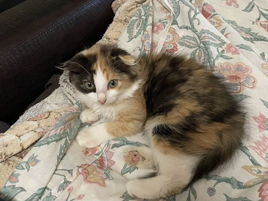 Котёнок девочка