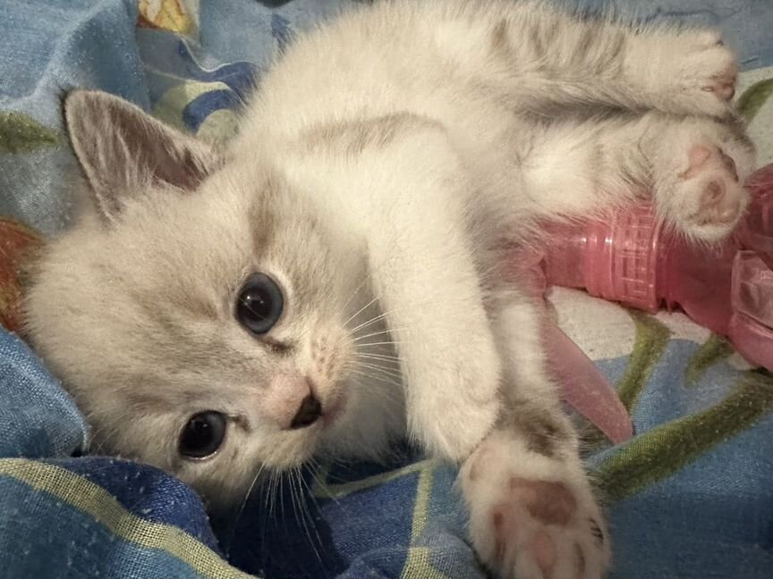 Котята