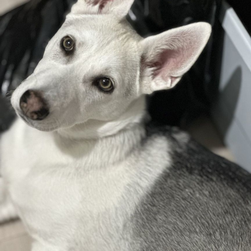 Щенок в добрые руки бесплатно маленькая порода