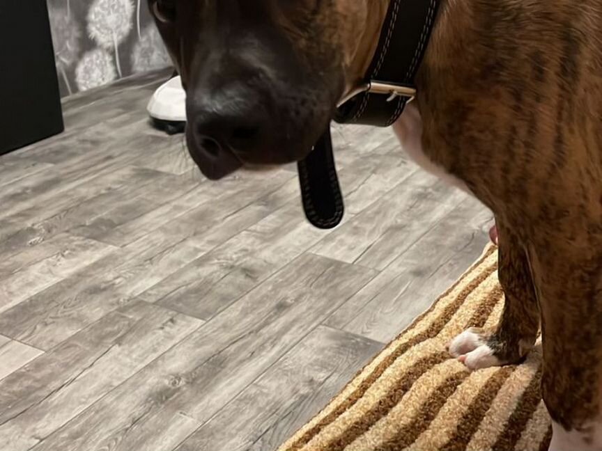 Продам собаку стаффорда