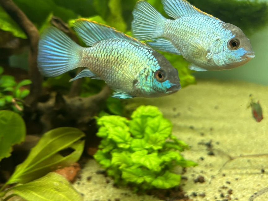 Наннакара блю неон