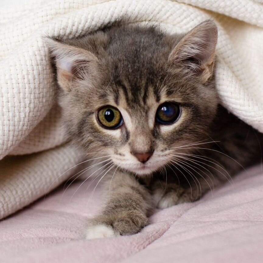 Котенок-девочка Вася