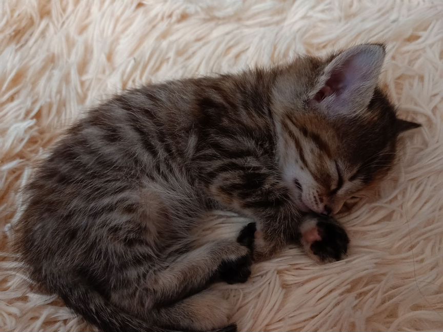 Котенок кошечка в добрые руки