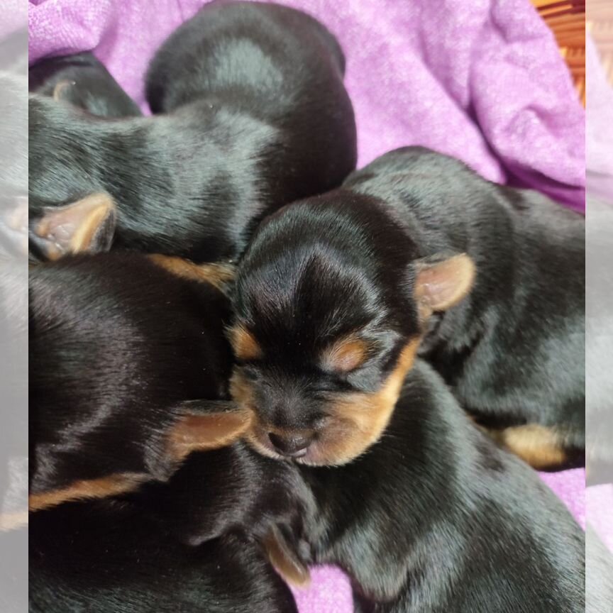 Йоркширский терьер, щенок