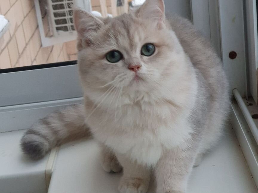 Котята золотая шиншилла- голубое золото ау11