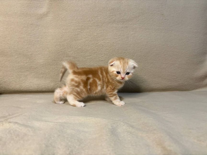 Купить шотландского котенка