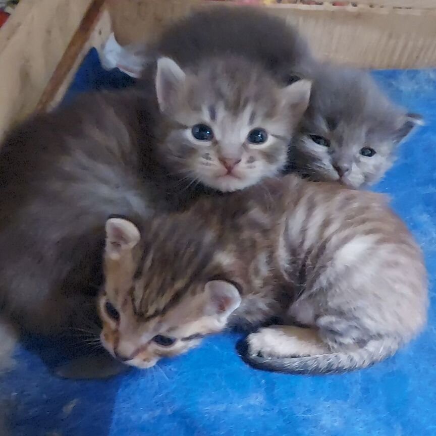 Сибирский котёнок