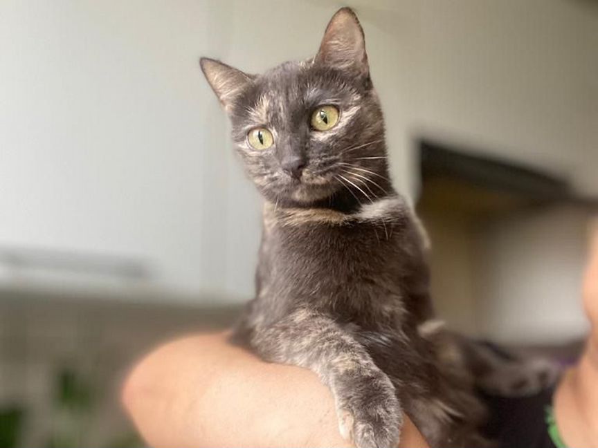 Маленькая красавица