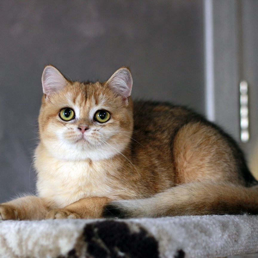 Британская шиншилла девочка с носительством фавн