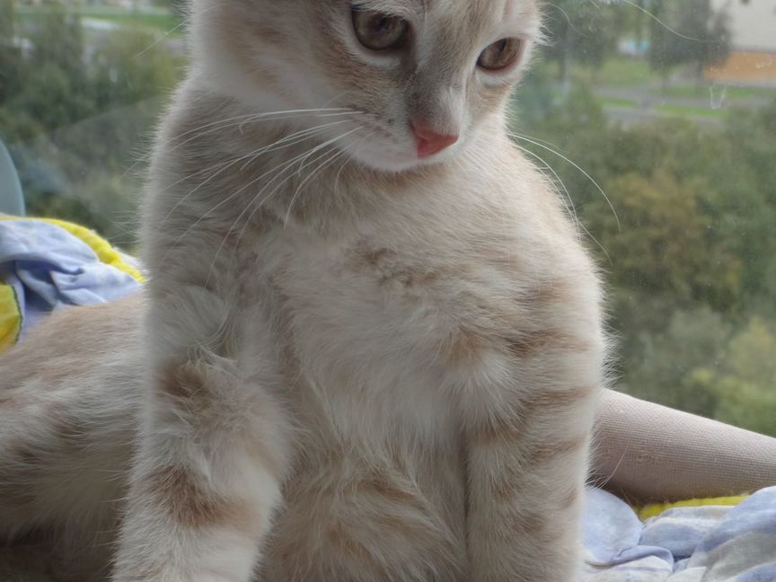 Карамельно-кремовый "тигренок" от домашней любимиц