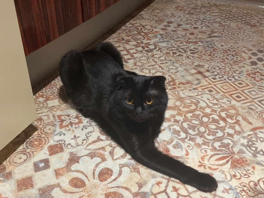 Кот шотландский вислоухий