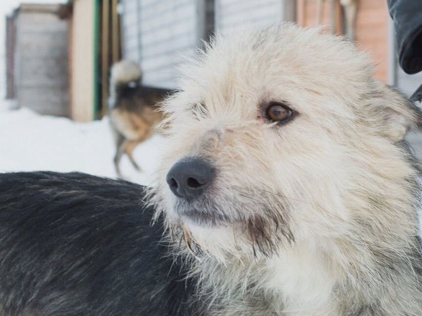 Грей в поиске дома