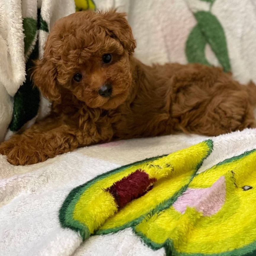 Мальтипу, щенок