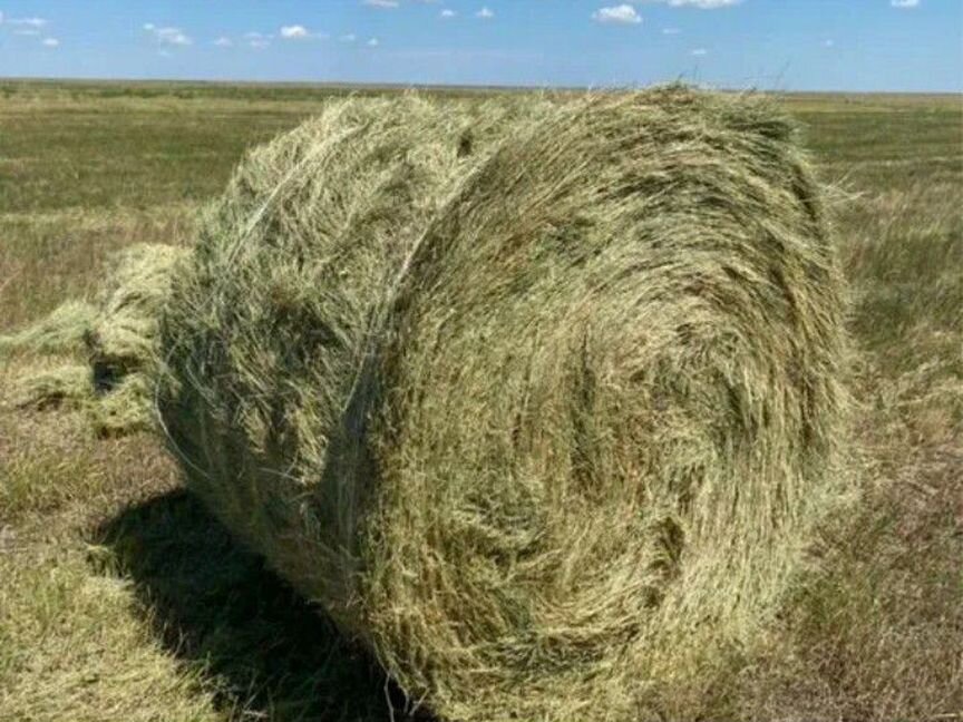 Сено в рулонах 2023