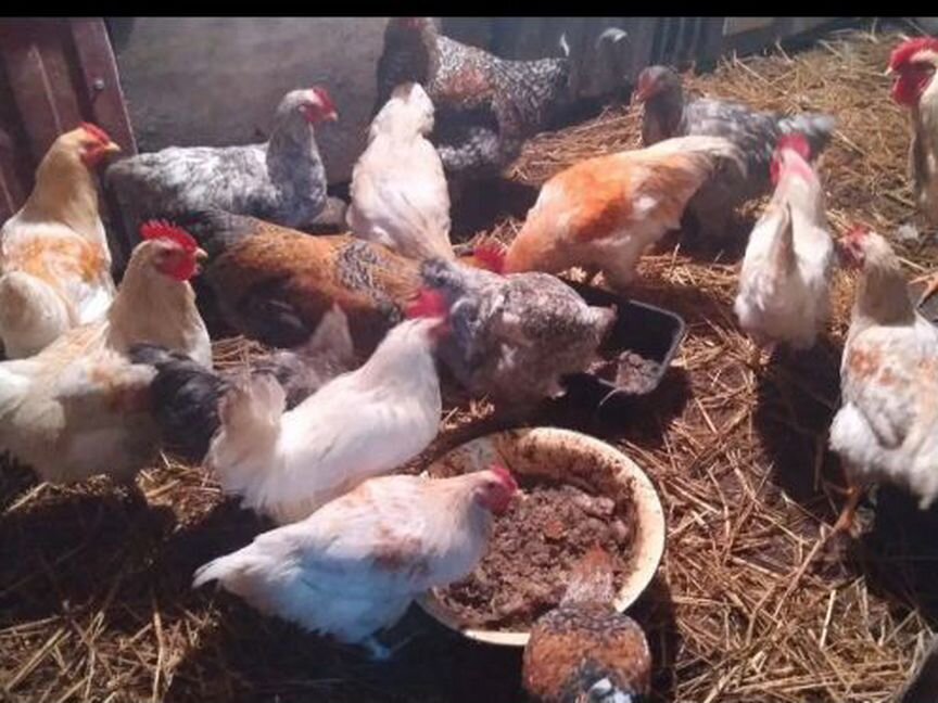 Молодые петухи