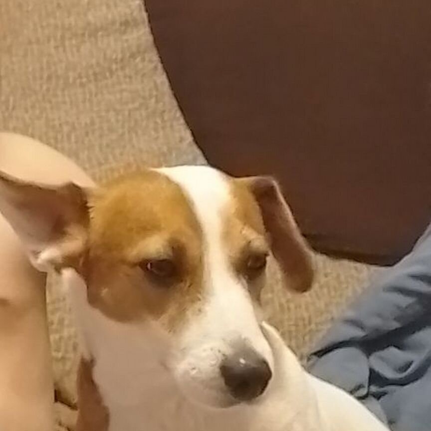 Продам собаку