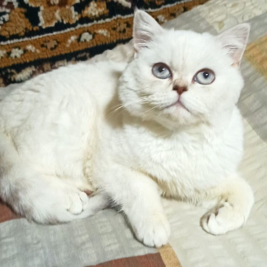 Продаш шотландского котенка