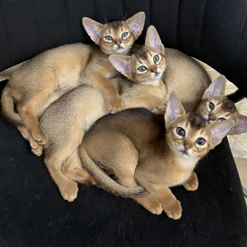 Абиссинский котёнок