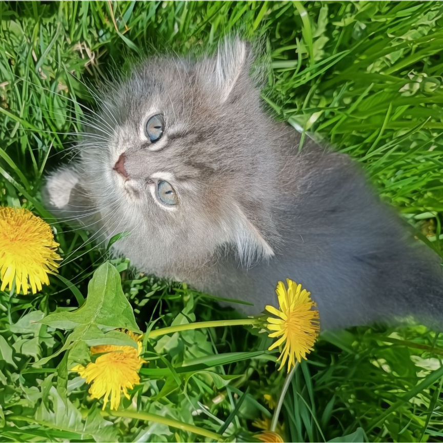Котёнок в добрые руки