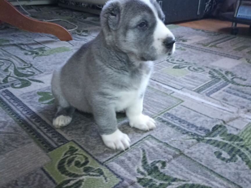 Ребёнок алабай