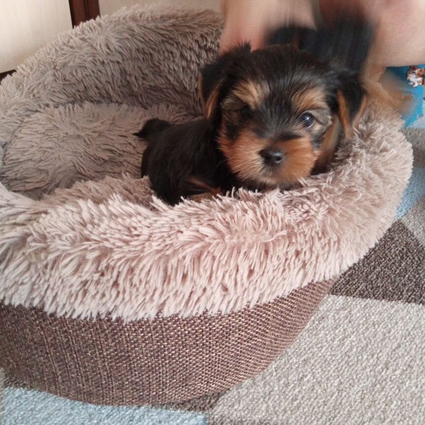 Щенки Йорк терьер