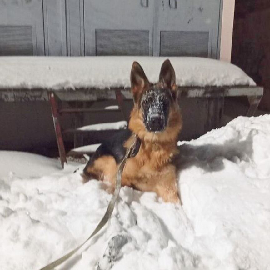 Продам немецкую овчарку 6 месяцев