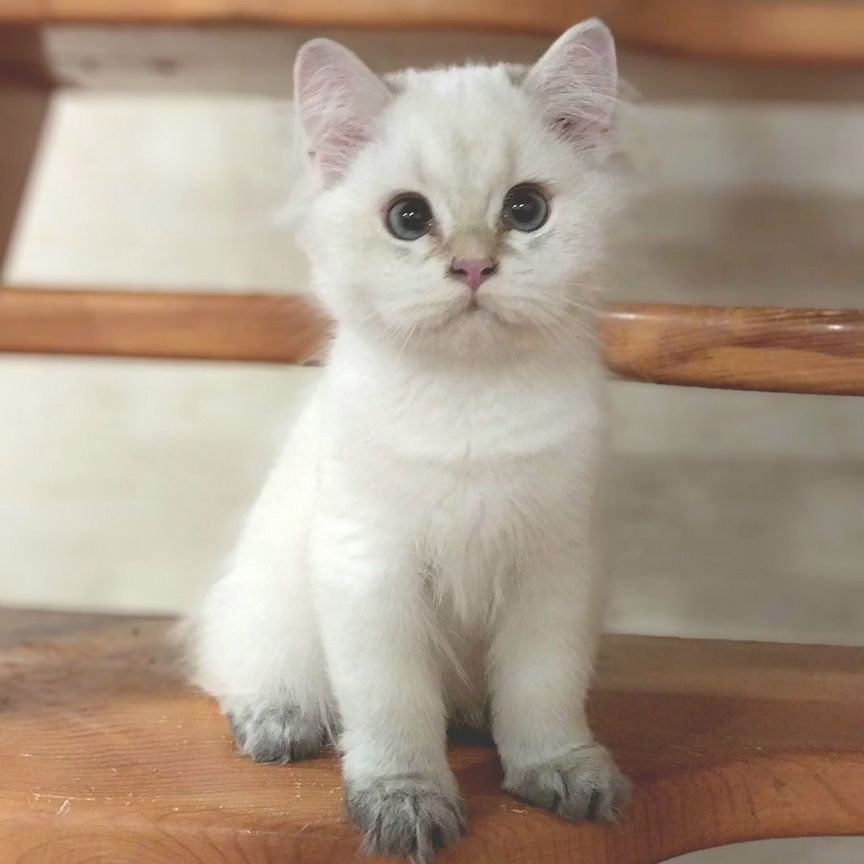 Шотландский прямоухий длинношёрстный котёнок