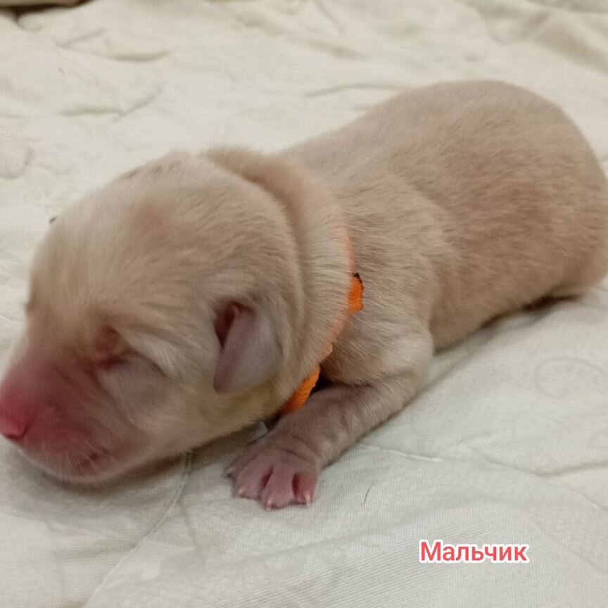 Лабрадор-ретривер, щенок