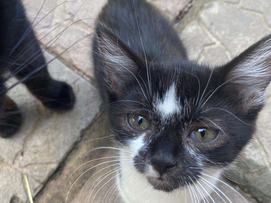 Кошки