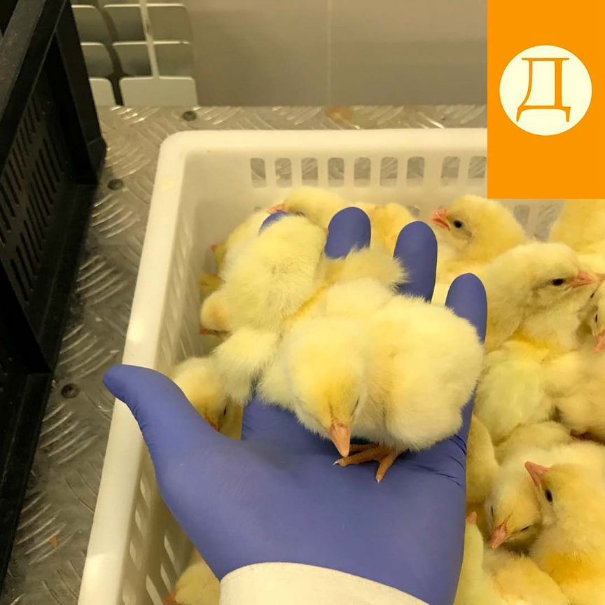 Цыплята суточные. Бройлера. опт