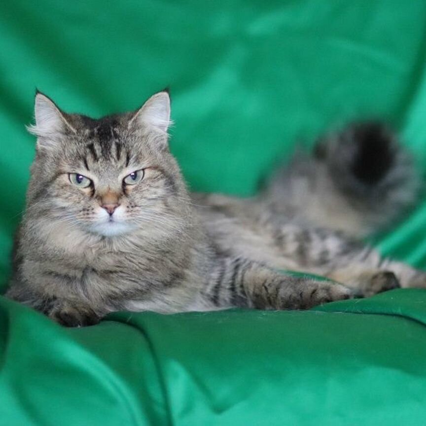 Взрослая, кошка в добрые руки