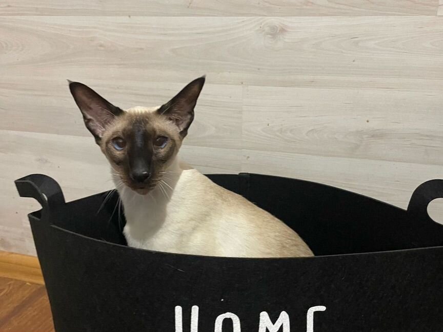 Ориентальный котик