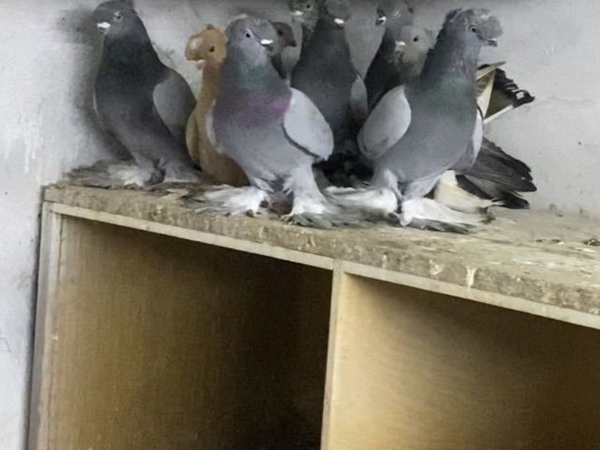 Узбекские голуби