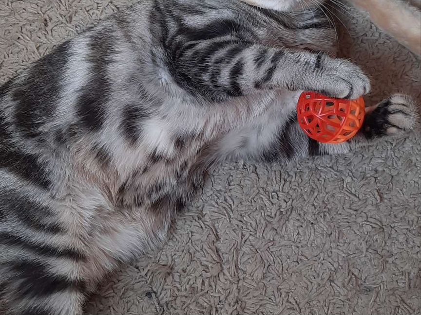 Шотландский кот на вязку